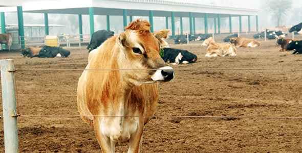 About Us – Everfresh Farms